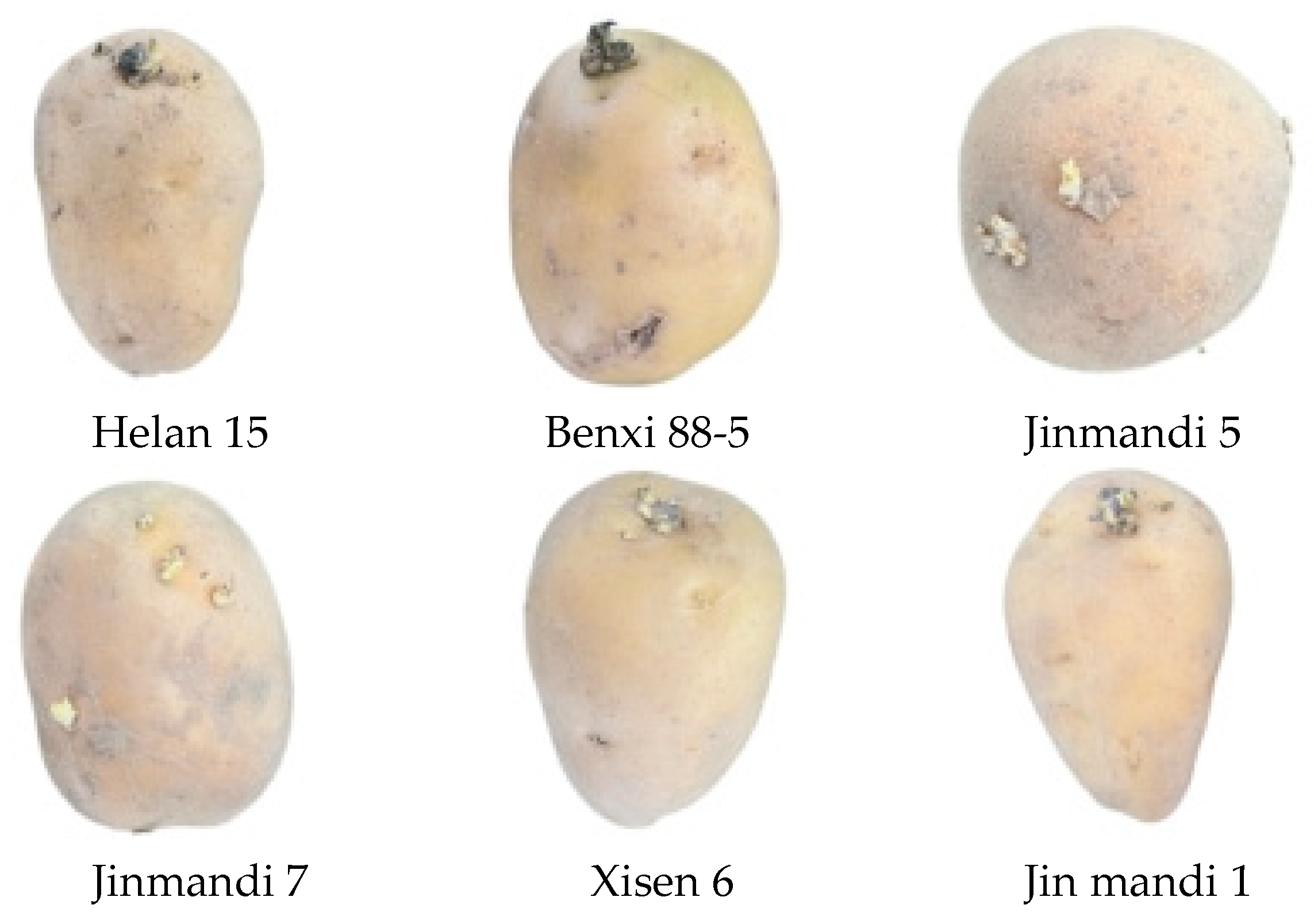 Detection of Seed Potato Sprouts Based on Improved YOLOv8 Algorithm
