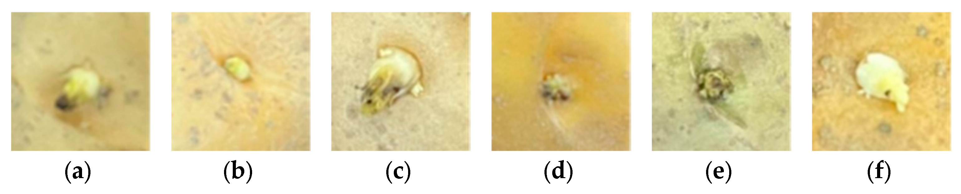 Detection of Seed Potato Sprouts Based on Improved YOLOv8 Algorithm