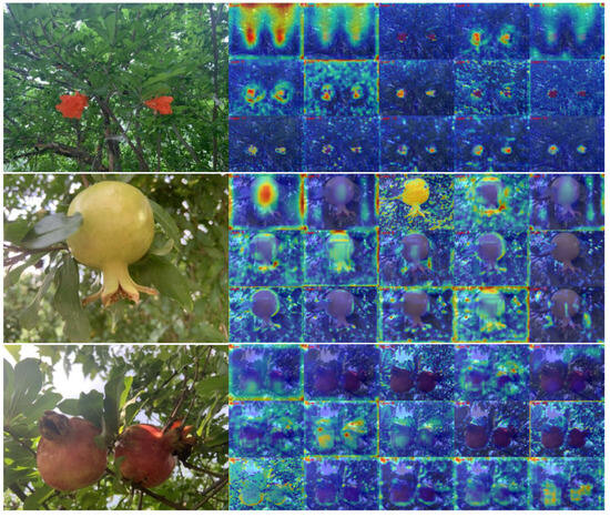 YOLO-MSNet: Real-Time Detection Algorithm for Pomegranate Fruit Improved by YOLOv11n