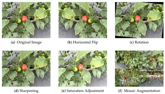 URT-YOLOv11: A Large Receptive Field Algorithm for Detecting Tomato Ripening Under Different ...