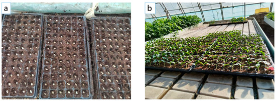Yolov8 Sdc An Improved Yolov8n Seg Based Method For Grafting Feature Detection And Segmentation
