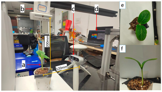 Yolov8 Sdc An Improved Yolov8n Seg Based Method For Grafting Feature Detection And Segmentation