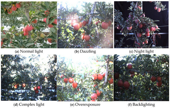 YOLO11-ARAF: An Accurate and Lightweight Method for Apple Detection in Real-World Complex ...