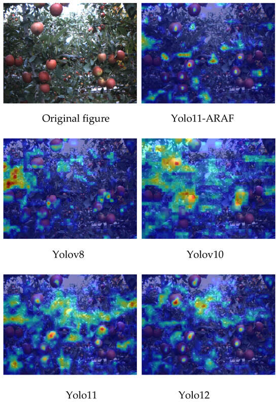YOLO11-ARAF: An Accurate and Lightweight Method for Apple Detection in Real-World Complex ...