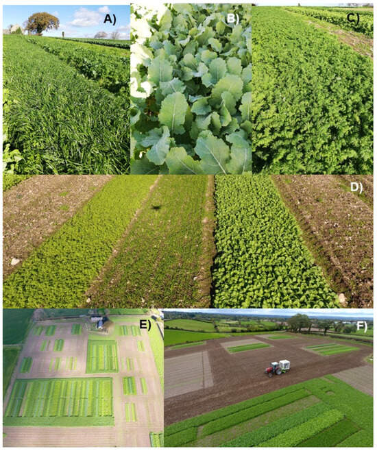 A Review of Supporting Evidence, Limitations and Challenges of Using ...