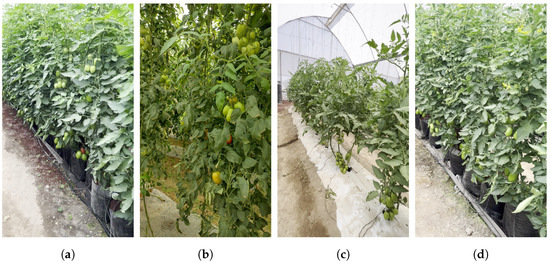 Automatic Correction of Labeling Errors Applied to Tomato Detection
