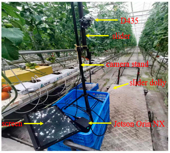 Tomato Yield Estimation Using an Improved Lightweight YOLO11n Network ...