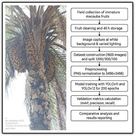 Performance Evaluation of YOLOv11 and YOLOv12 Deep Learning ...