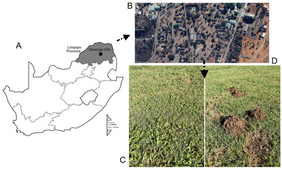 Influence of Golden Moles on Nematode Diversity in Kweek Grassland ...
