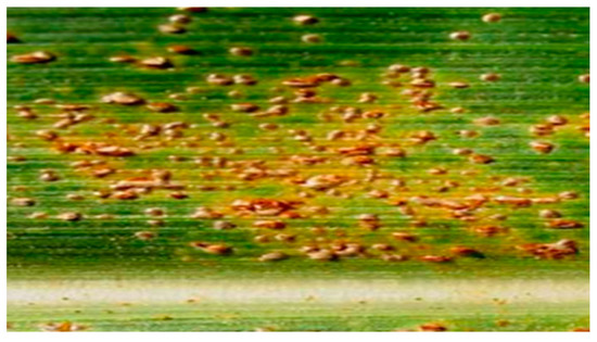 A Computational Procedure for the Recognition and Classification of ...