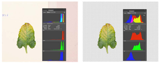 Assessment of RGB Vegetation Indices to Estimate Chlorophyll Content in ...