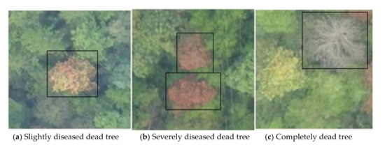 Detection and Location of Dead Trees with Pine Wilt Disease Based on Deep Learning and UAV ...