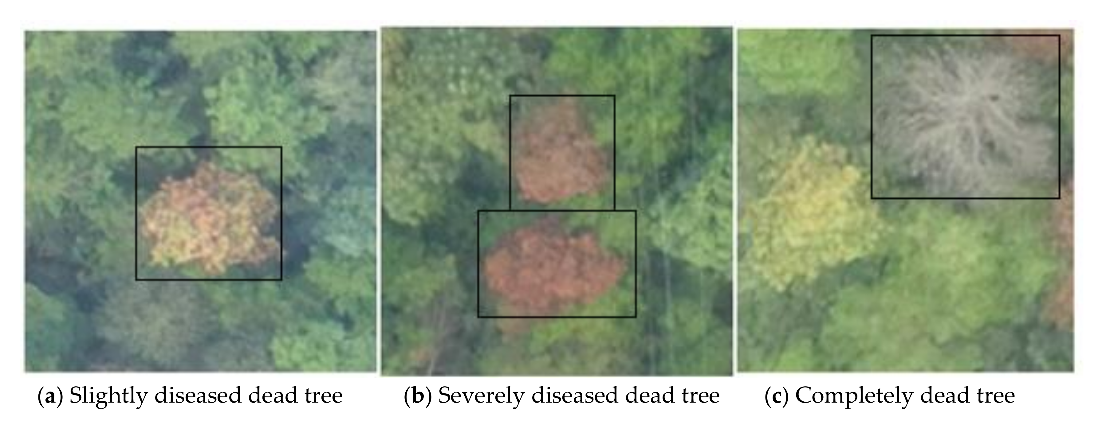 Detection and Location of Dead Trees with Pine Wilt Disease Based on ...