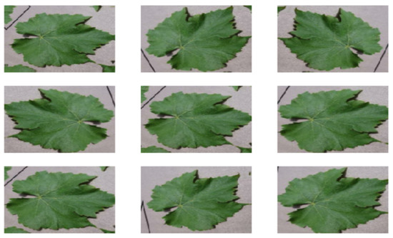 A Mobile-Based System for Detecting Plant Leaf Diseases Using Deep Learning