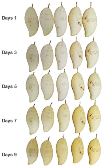 AgriEngineering | Free Full-Text | Automatic Classification of the Ripeness Stage of Mango Fruit ...