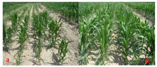 AgriEngineering | An Open Access Journal from MDPI