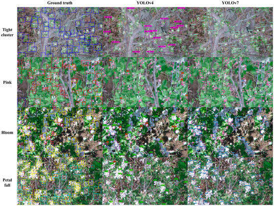Accuracy Comparison of YOLOv7 and YOLOv4 Regarding Image Annotation Quality for Apple Flower Bud ...