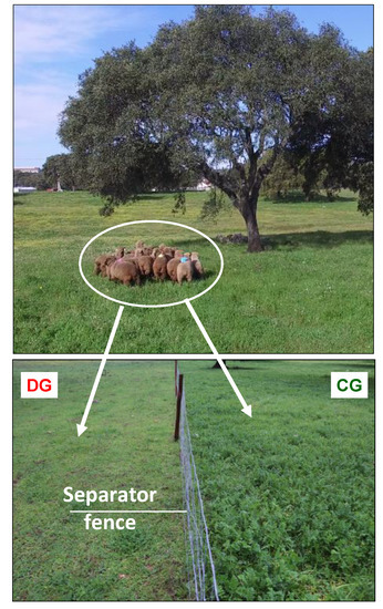 Impact of Deferred Versus Continuous Sheep Grazing on Soil Compaction ...