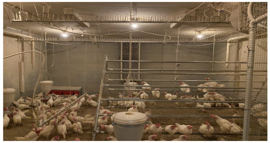 A Novel YOLOv6 Object Detector for Monitoring Piling Behavior of Cage ...