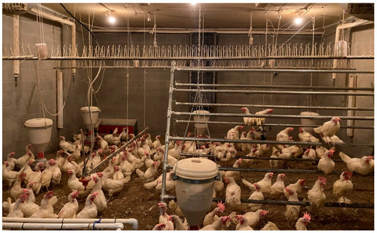 Automatic Detection of Cage-Free Dead Hens with Deep Learning Methods