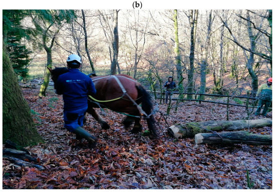 Modern Animal Traction to Enhance the Supply Chain of Residual Biomass