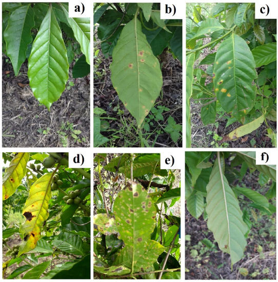 Robust Coffee Rust Detection Using UAV-Based Aerial RGB Imagery