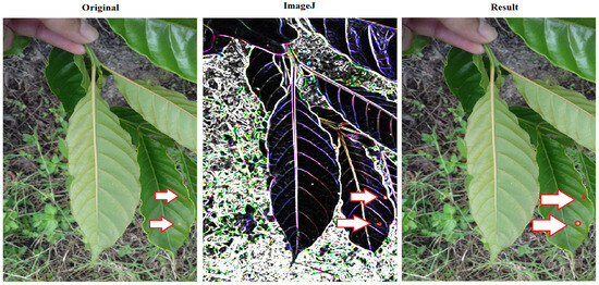 Robust Coffee Rust Detection Using UAV-Based Aerial RGB Imagery