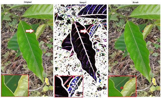 Robust Coffee Rust Detection Using UAV-Based Aerial RGB Imagery