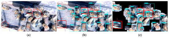 Detection of Varroa destructor Infestation of Honeybees Based on Segmentation and Object ...