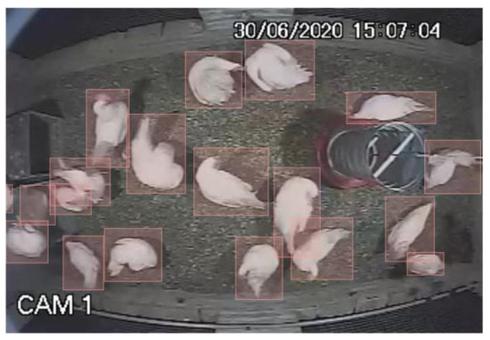 Chicken Tracking and Individual Bird Activity Monitoring Using the BoT-SORT Algorithm