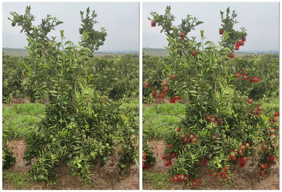 System of Counting Green Oranges Directly from Trees Using Artificial ...