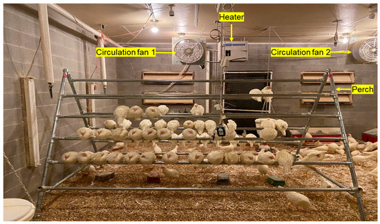 Illuminating Solutions for Reducing Mislaid Eggs of Cage-Free Layers
