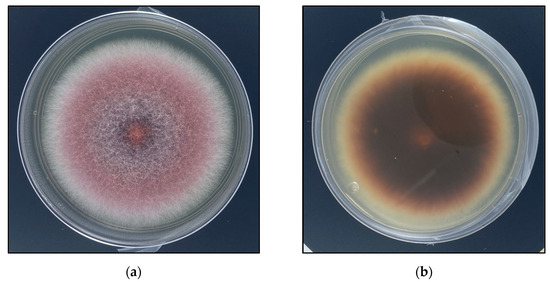 Coconut Mesocarp Extracts to Control Fusarium musae, the Causal Agent ...