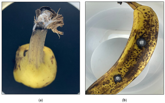 Coconut Mesocarp Extracts to Control Fusarium musae, the Causal Agent ...