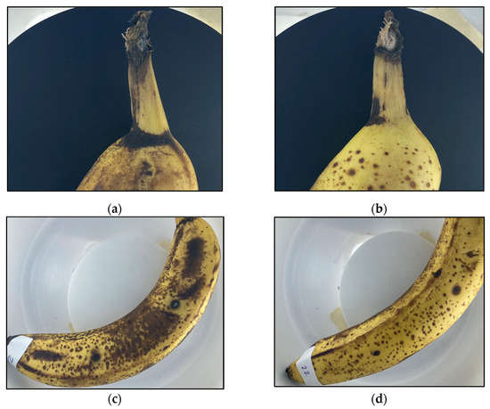 Coconut Mesocarp Extracts to Control Fusarium musae, the Causal Agent ...