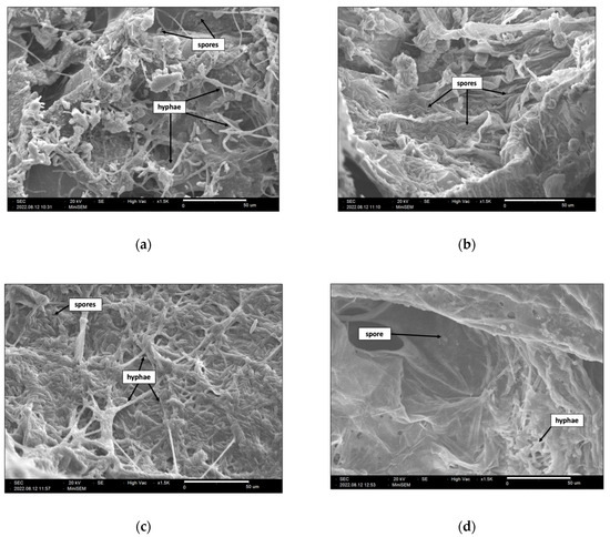Coconut Mesocarp Extracts to Control Fusarium musae, the Causal Agent ...