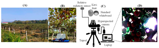 Determination of Dry-Matter Content of Kiwifruit before Harvest Based ...