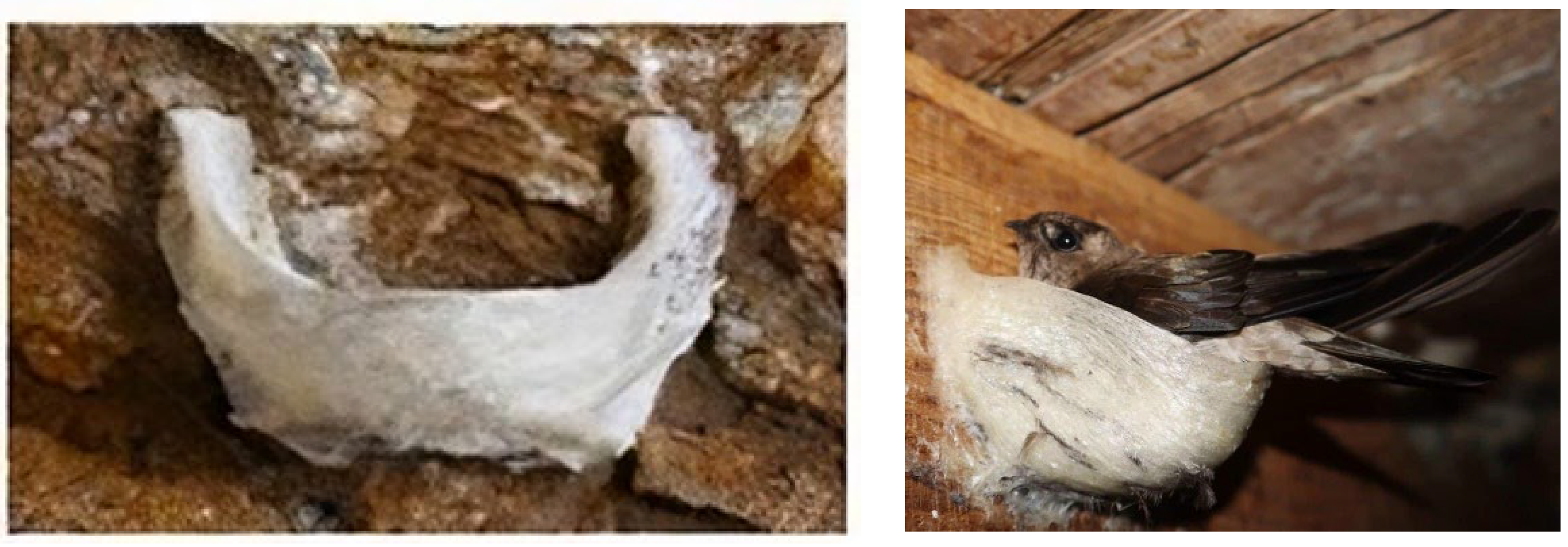 Swiftlet nest store
