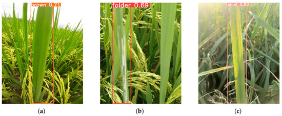 Alpha-EIOU-YOLOv8: An Improved Algorithm for Rice Leaf Disease Detection
