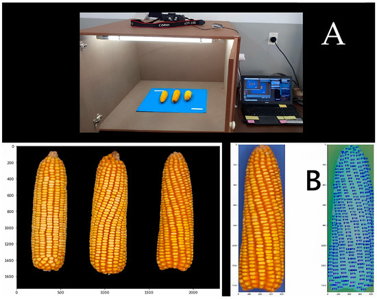 High-Throughput Phenotyping: Application in Maize Breeding