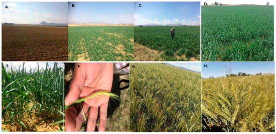 Synergetic Use of Sentinel-1 and Sentinel-2 Data for Wheat-Crop Height ...