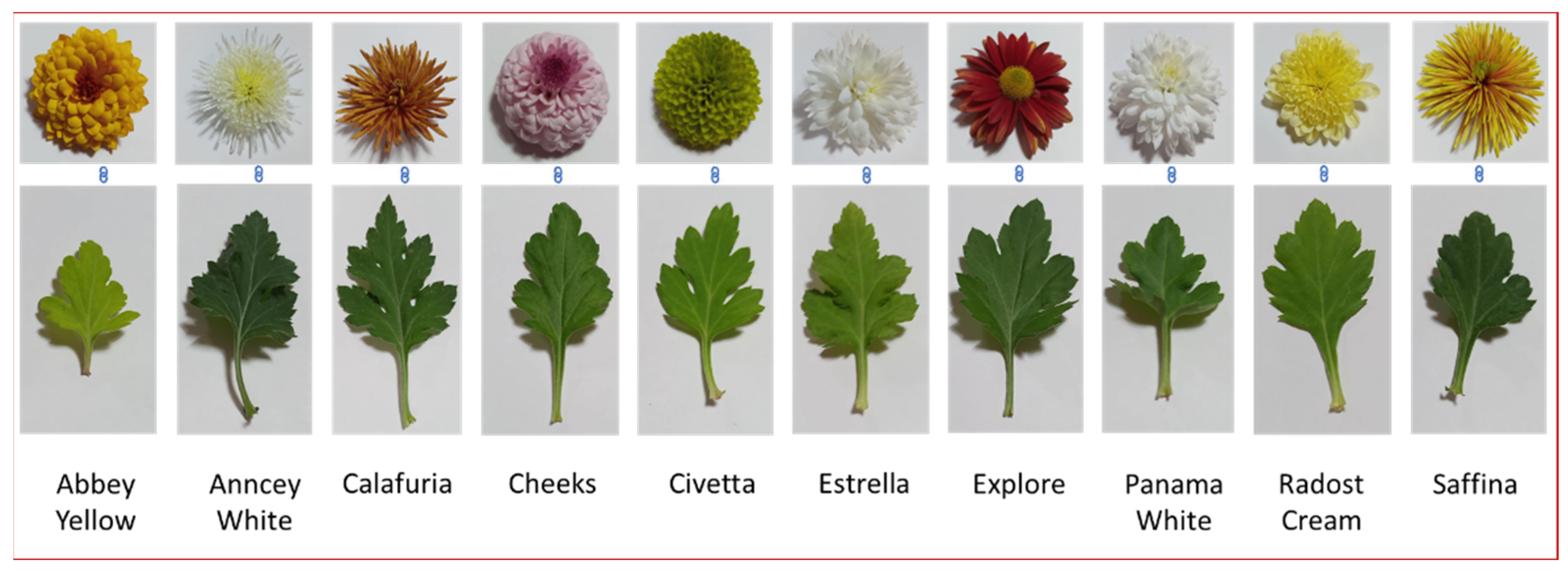 Utilizing Deep Neural Networks for Chrysanthemum Leaf and Flower ...