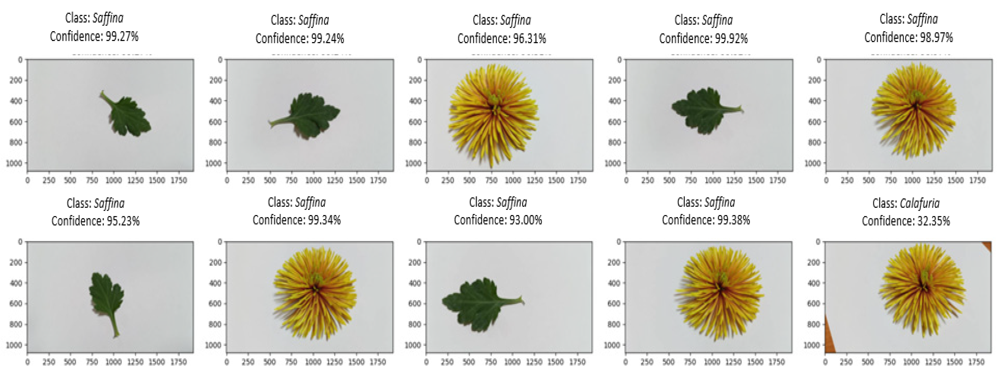 Utilizing Deep Neural Networks for Chrysanthemum Leaf and Flower ...