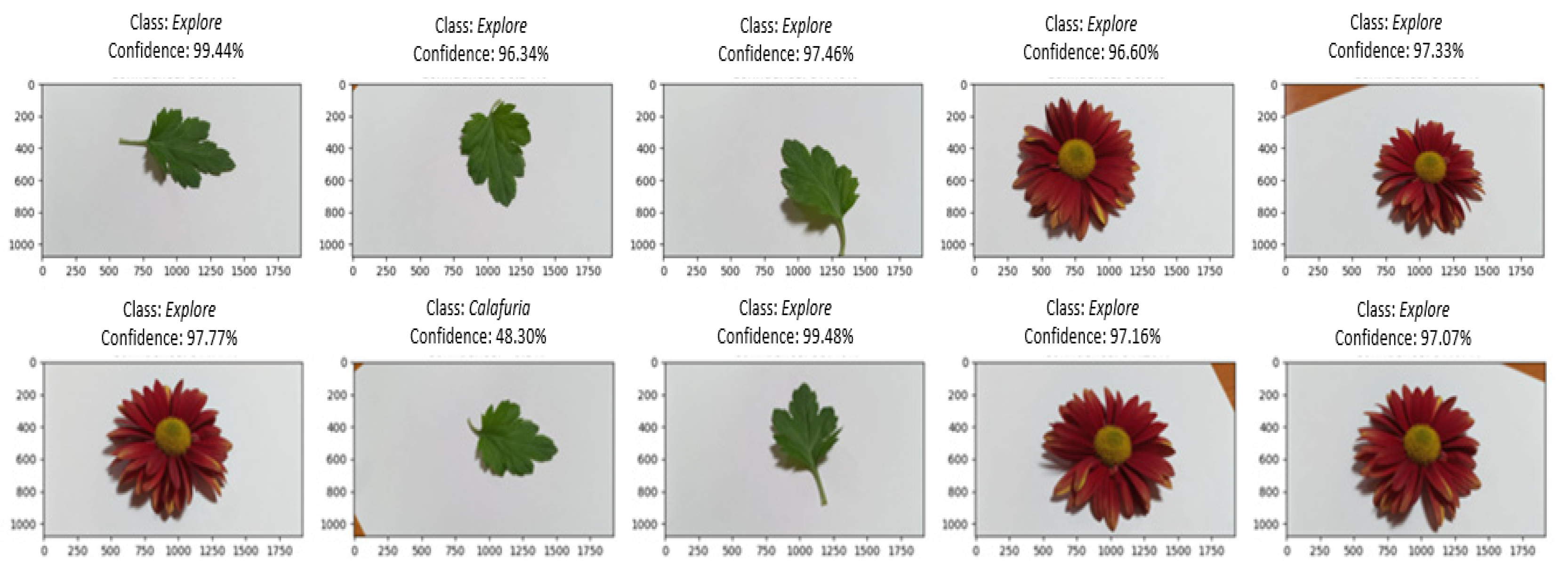 Utilizing Deep Neural Networks for Chrysanthemum Leaf and Flower ...
