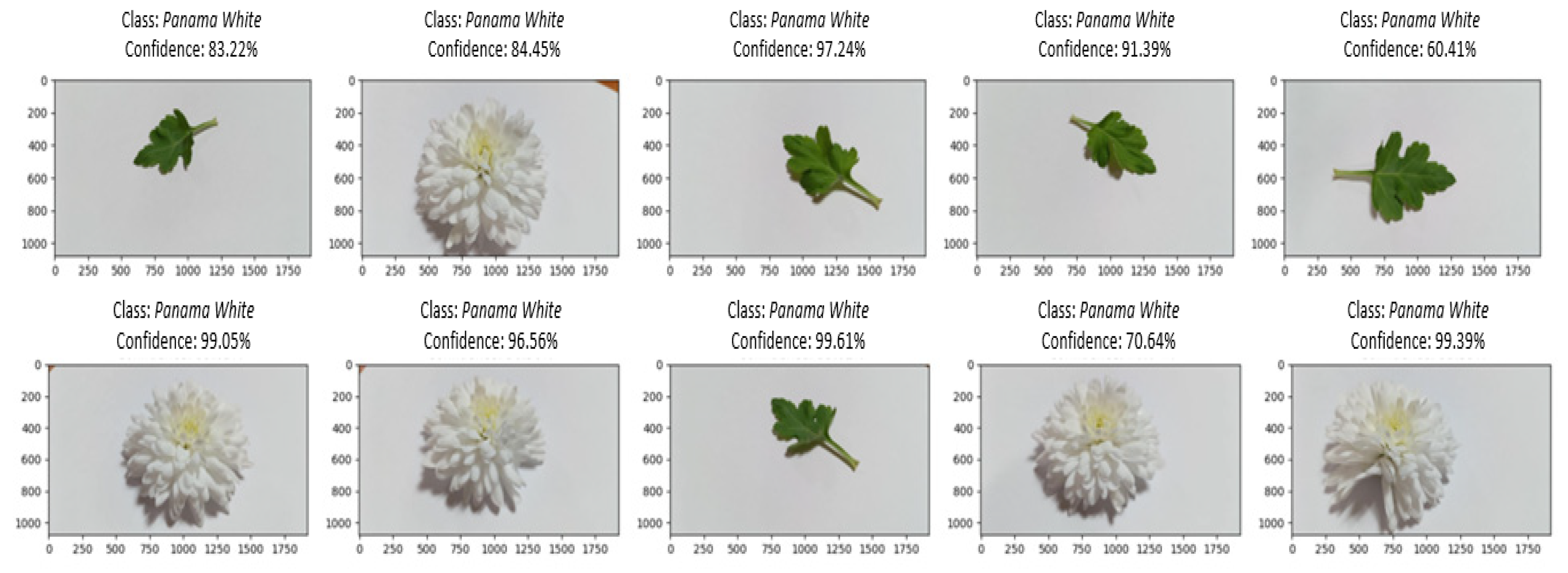 Utilizing Deep Neural Networks for Chrysanthemum Leaf and Flower Feature Recognition