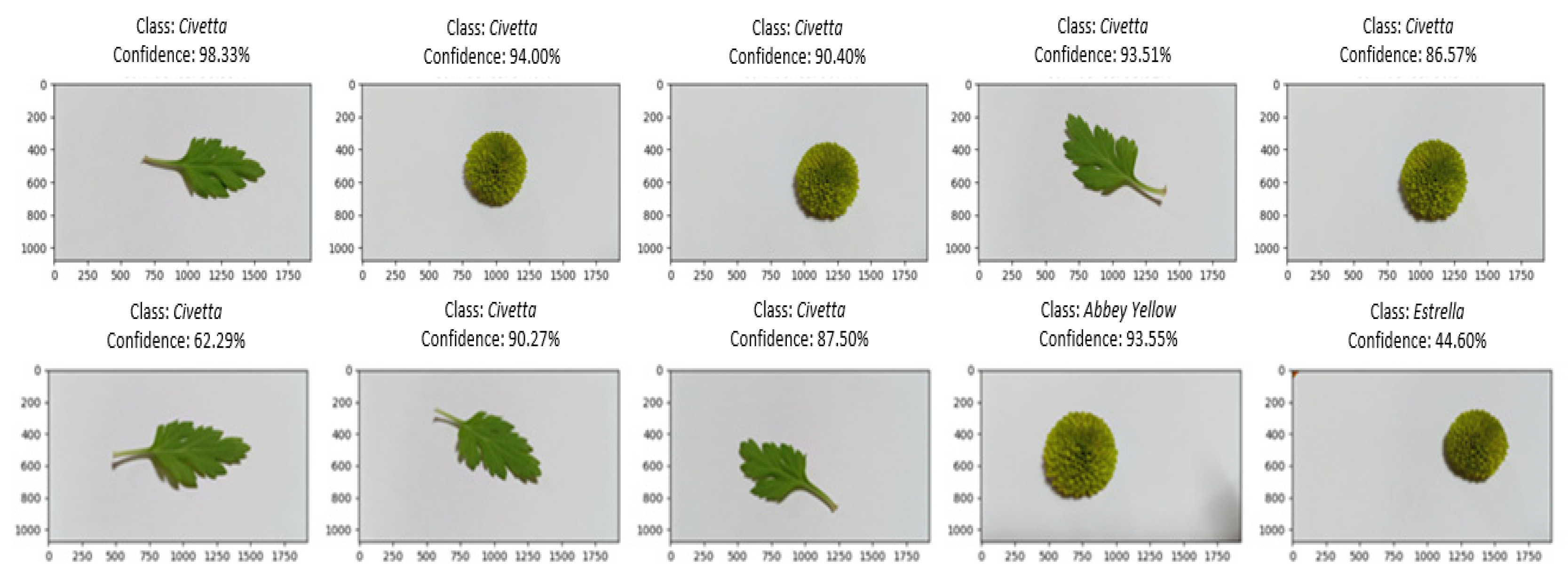 Utilizing Deep Neural Networks for Chrysanthemum Leaf and Flower ...