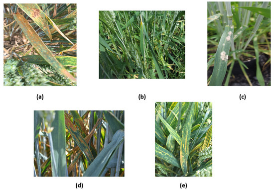 Wheat Leaf Disease Detection: A Lightweight Approach with Shallow CNN ...