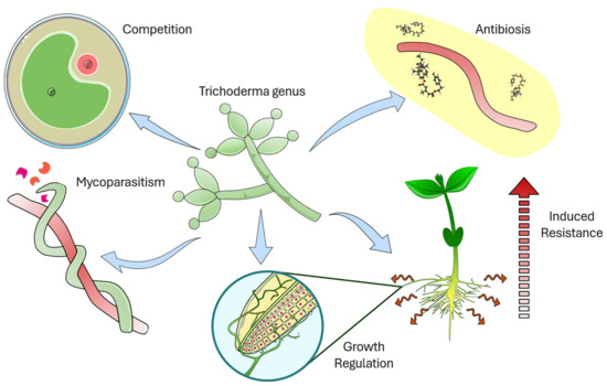 AgriEngineering | Free Full-Text | Trichoderma Production and Encapsulation Methods for ...
