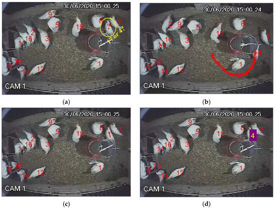 Optimizing Deep Learning Algorithms for Effective Chicken Tracking through Image Processing