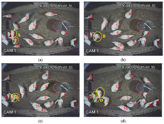 Optimizing Deep Learning Algorithms for Effective Chicken Tracking through Image Processing
